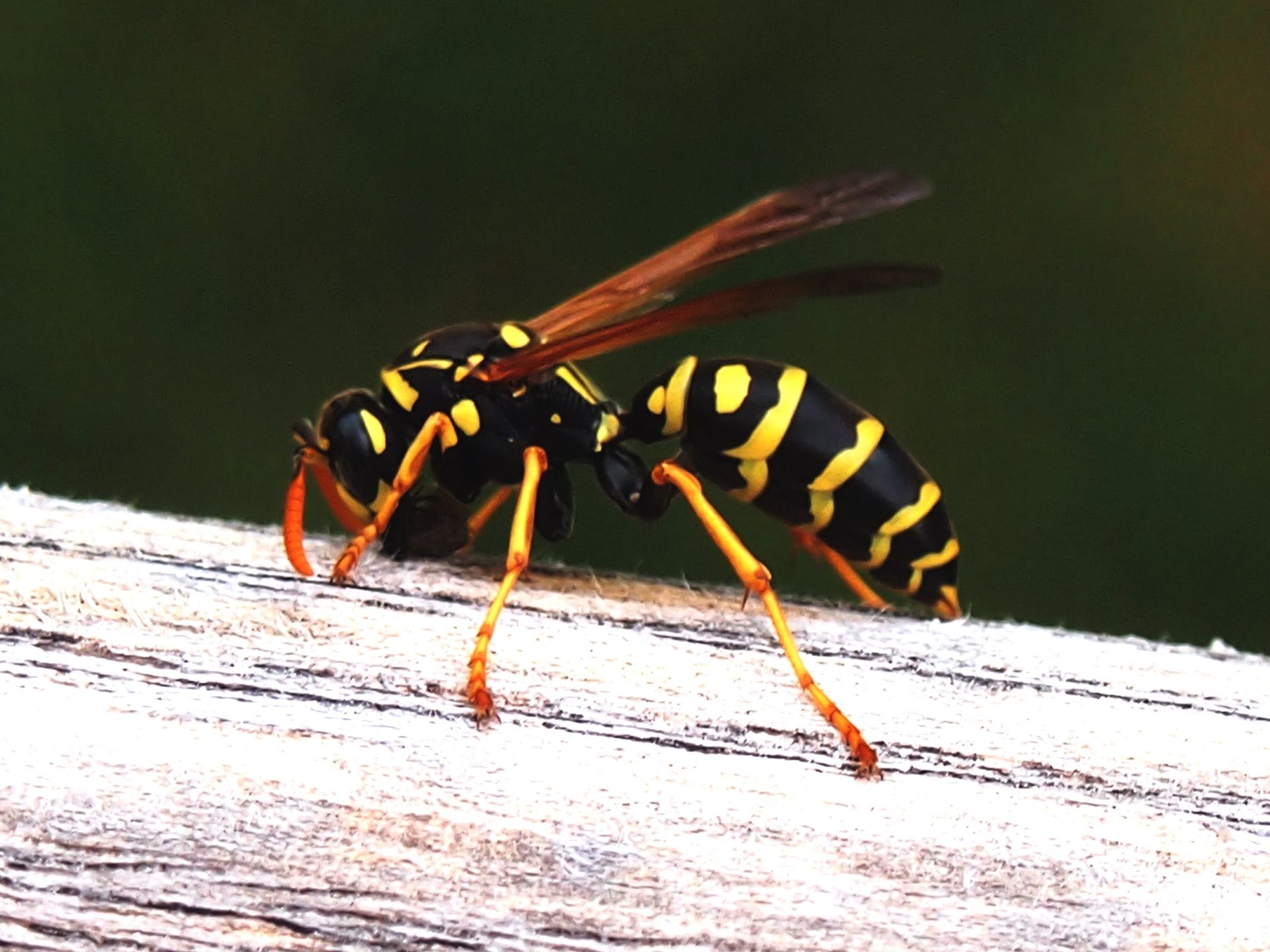 Come liberarsi dalle vespe in giardino | Giardinaggio Green