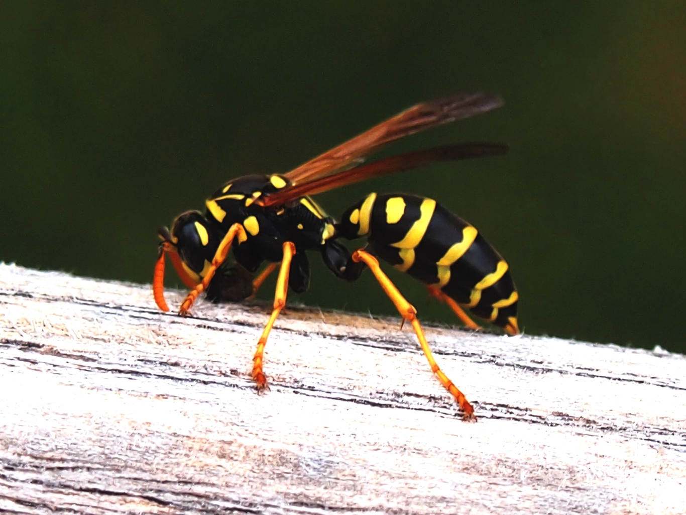 Come liberarsi dalle vespe in giardino | Giardinaggio Green