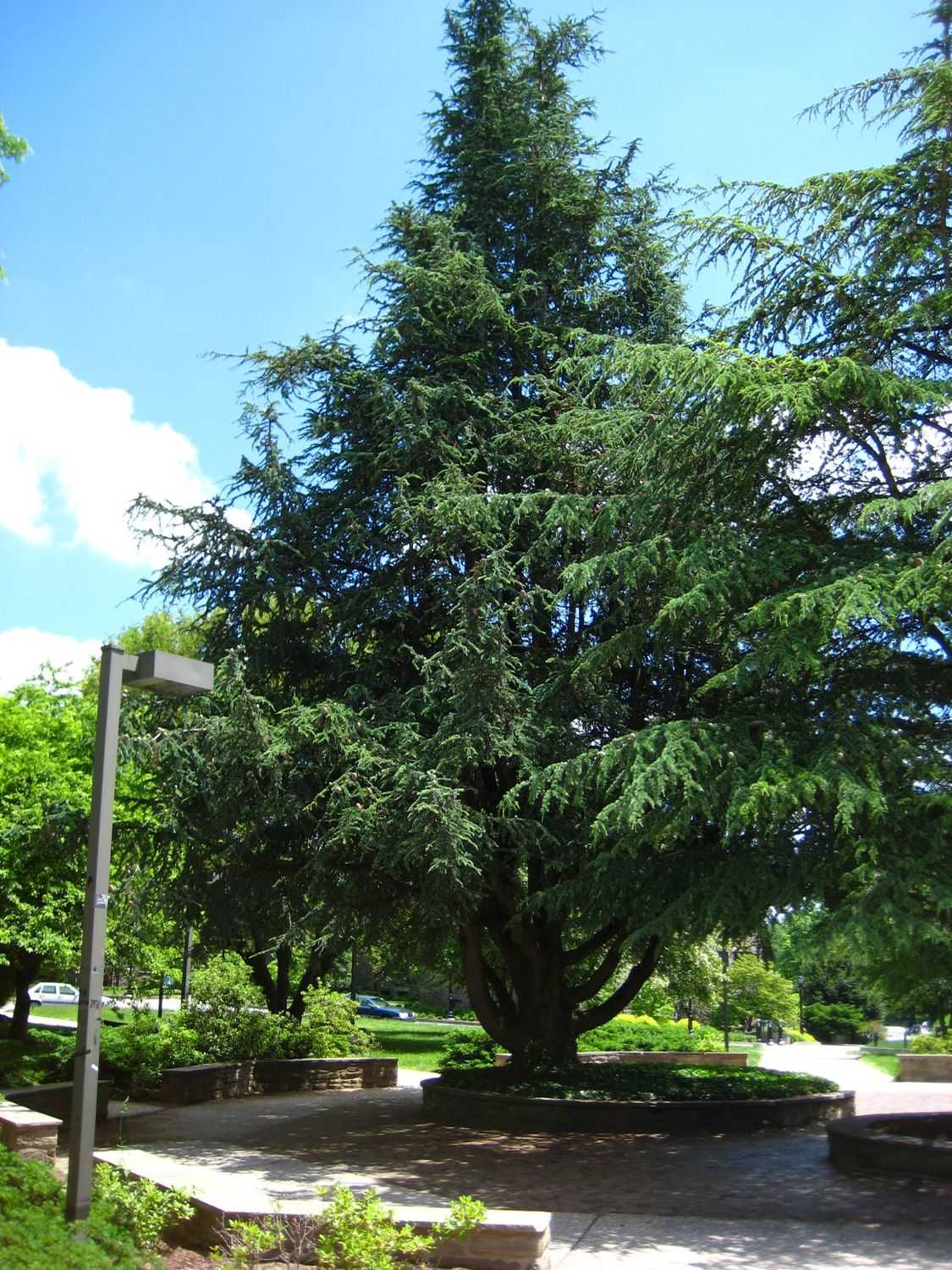 Alberi sempreverdi: 20 tipi da avere in giardino | Giardinaggio Green