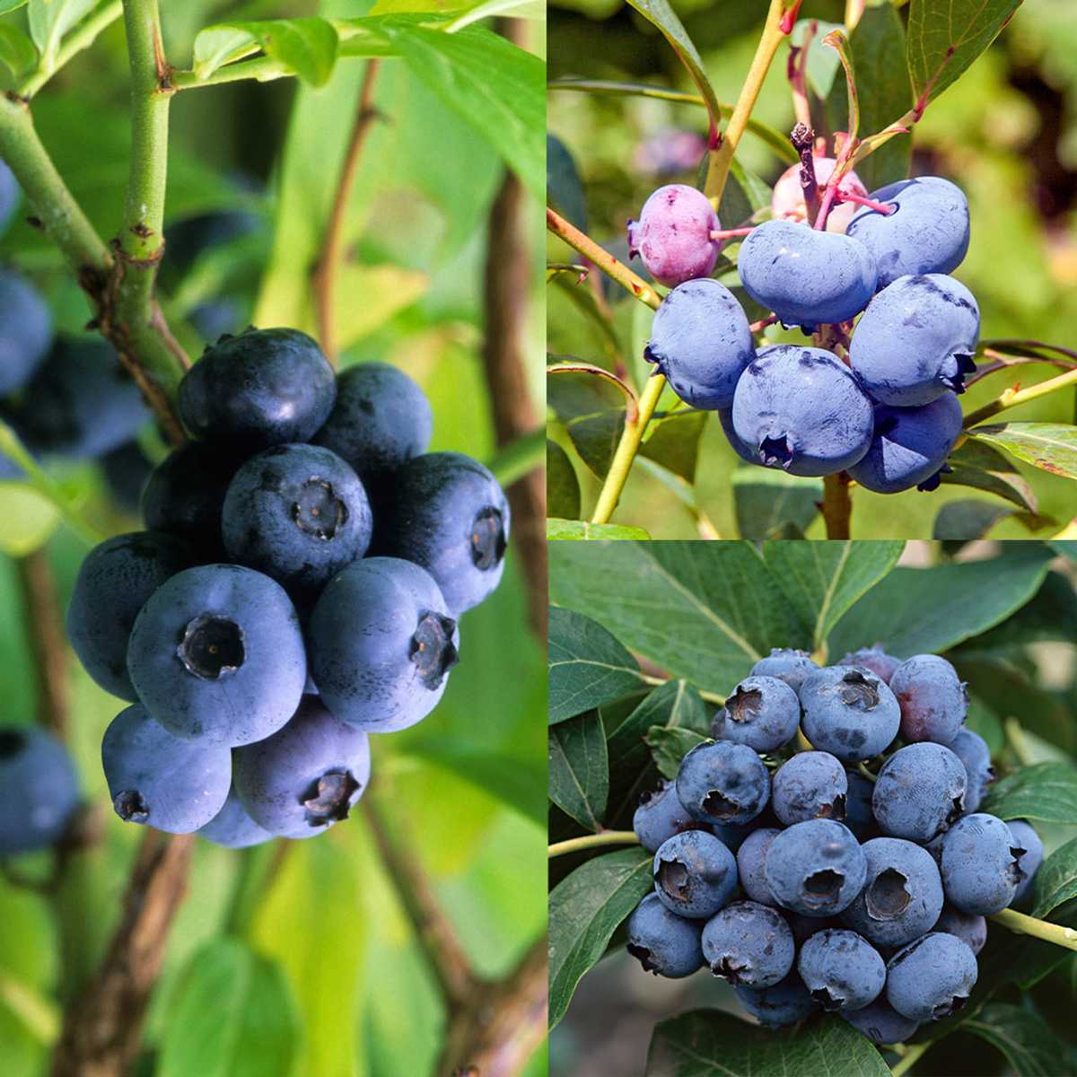 Arbusti da frutto, 11 tipi da coltivare nell'orto | Giardinaggio Green
