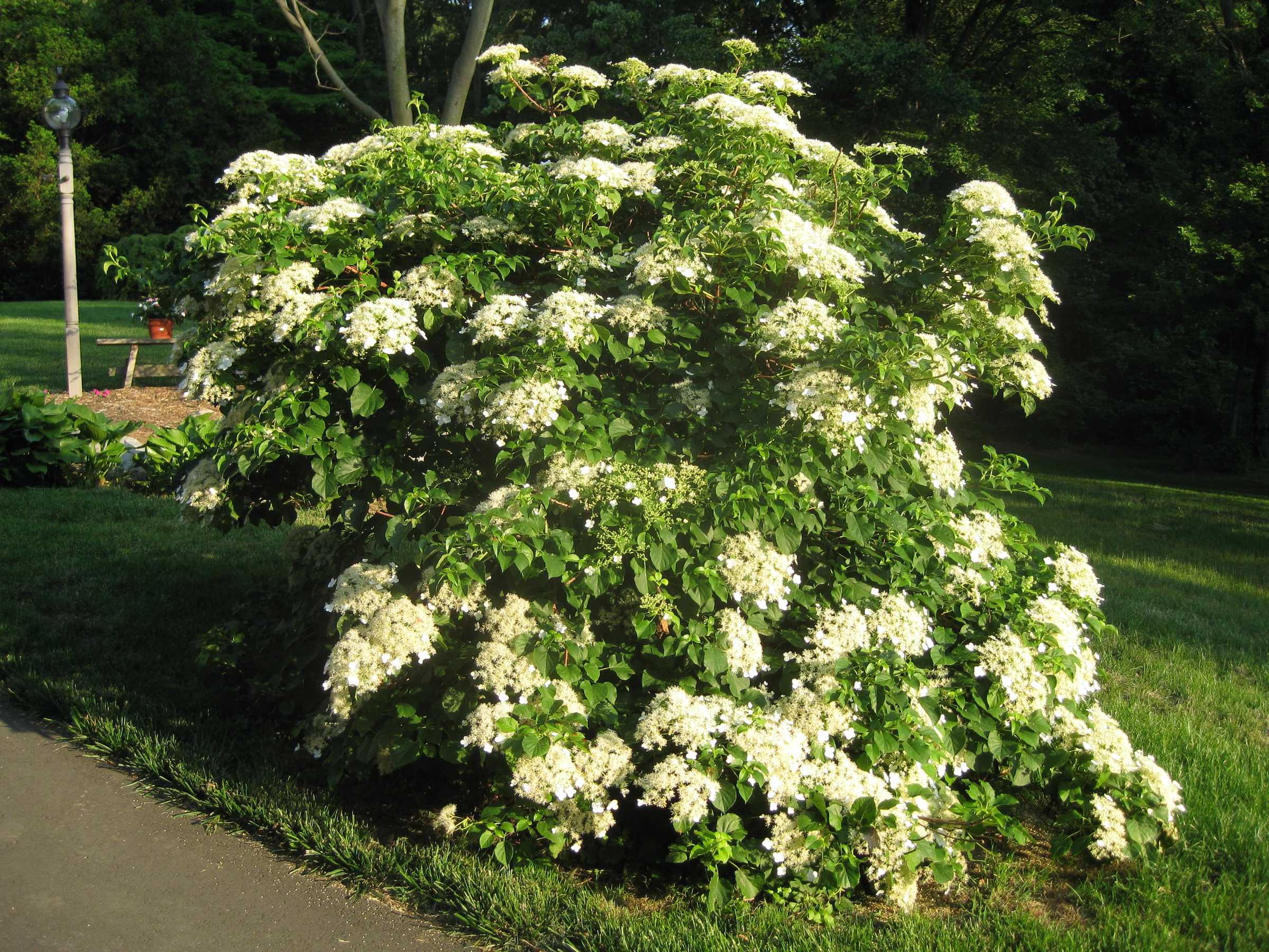 20 piante che crescono perfettamente anche in piena ombra | Giardinaggio Green