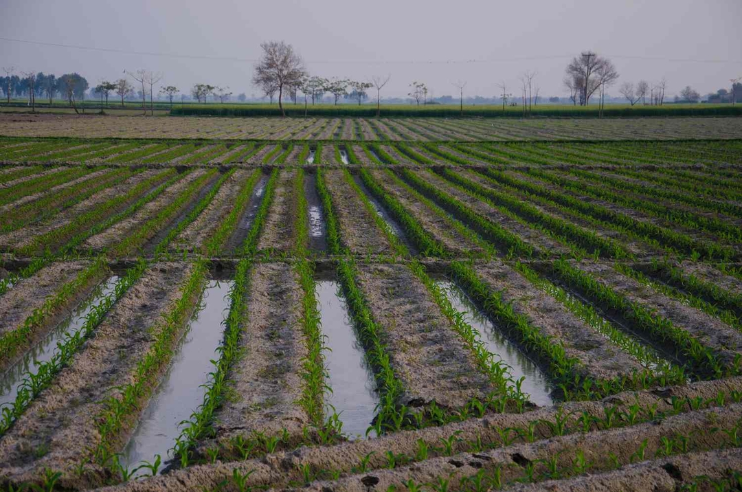 Irrigazione a solchi: 4 modi per renderla più efficiente | Giardinaggio ...