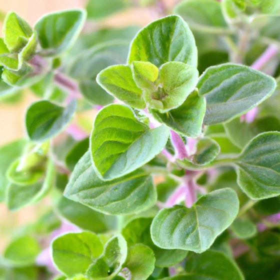 Come coltivare l'origano, tutto quello che devi sapere | Giardinaggio Green