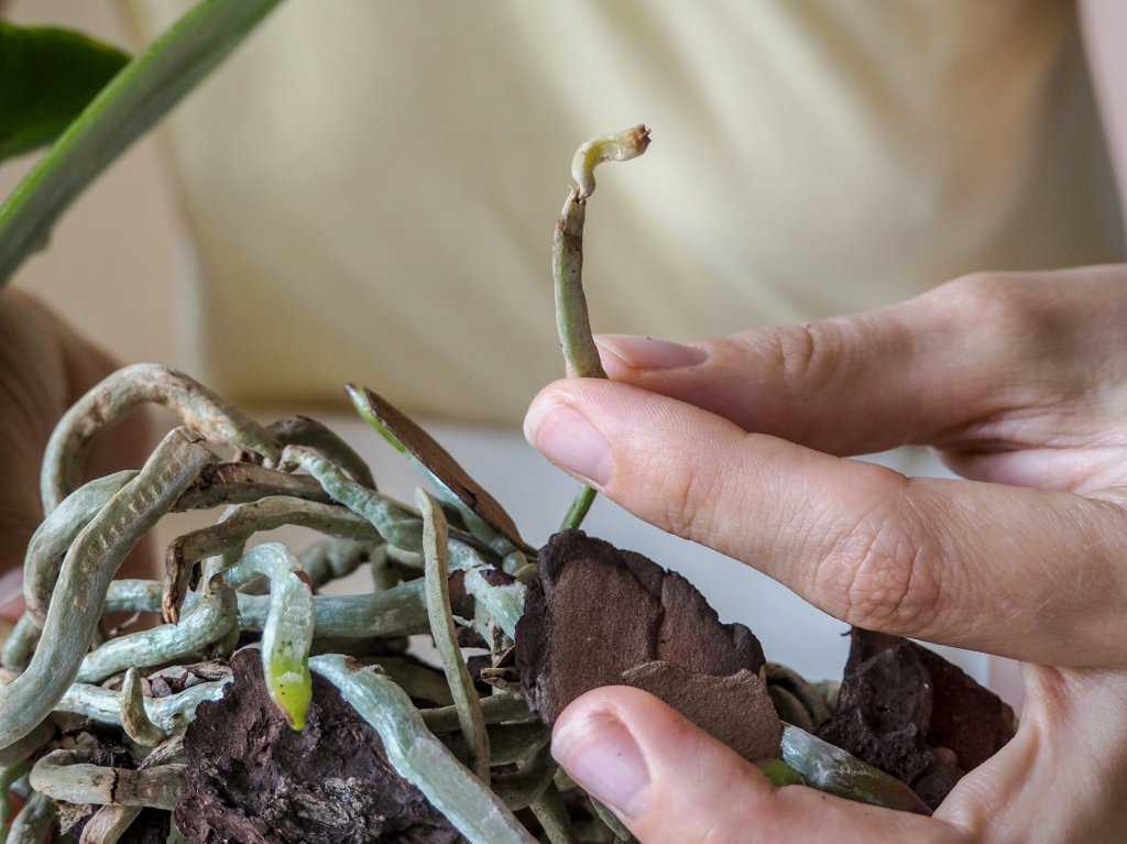 Cosa fare se l'orchidea ha le radici secche, cause e cura ...