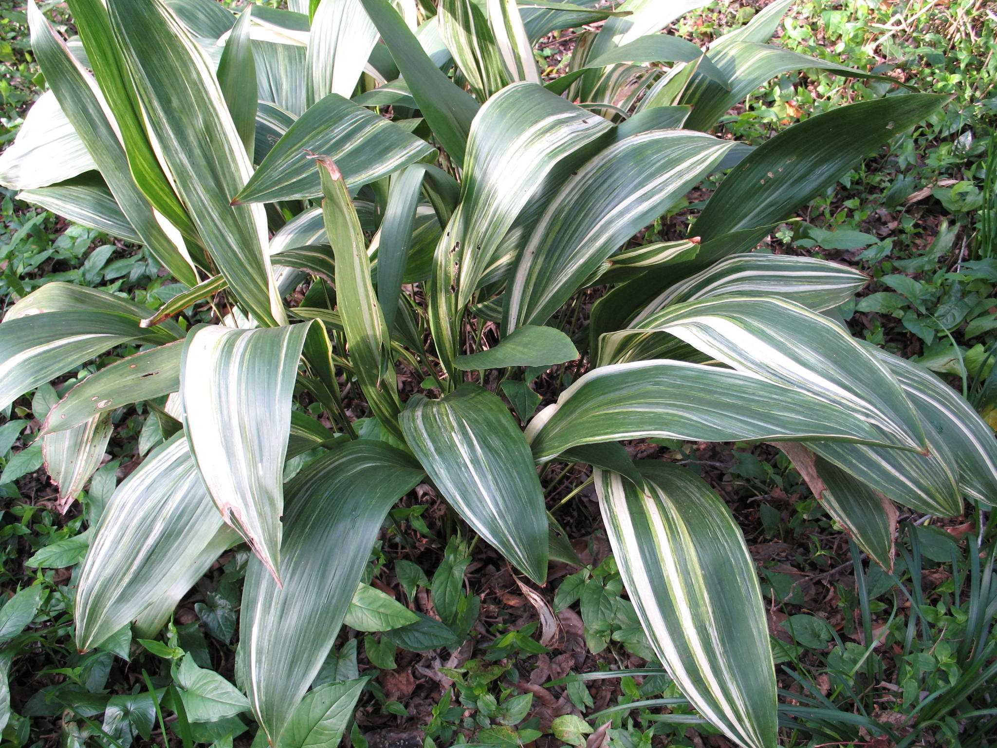 20 piante che crescono perfettamente anche in piena ombra ...