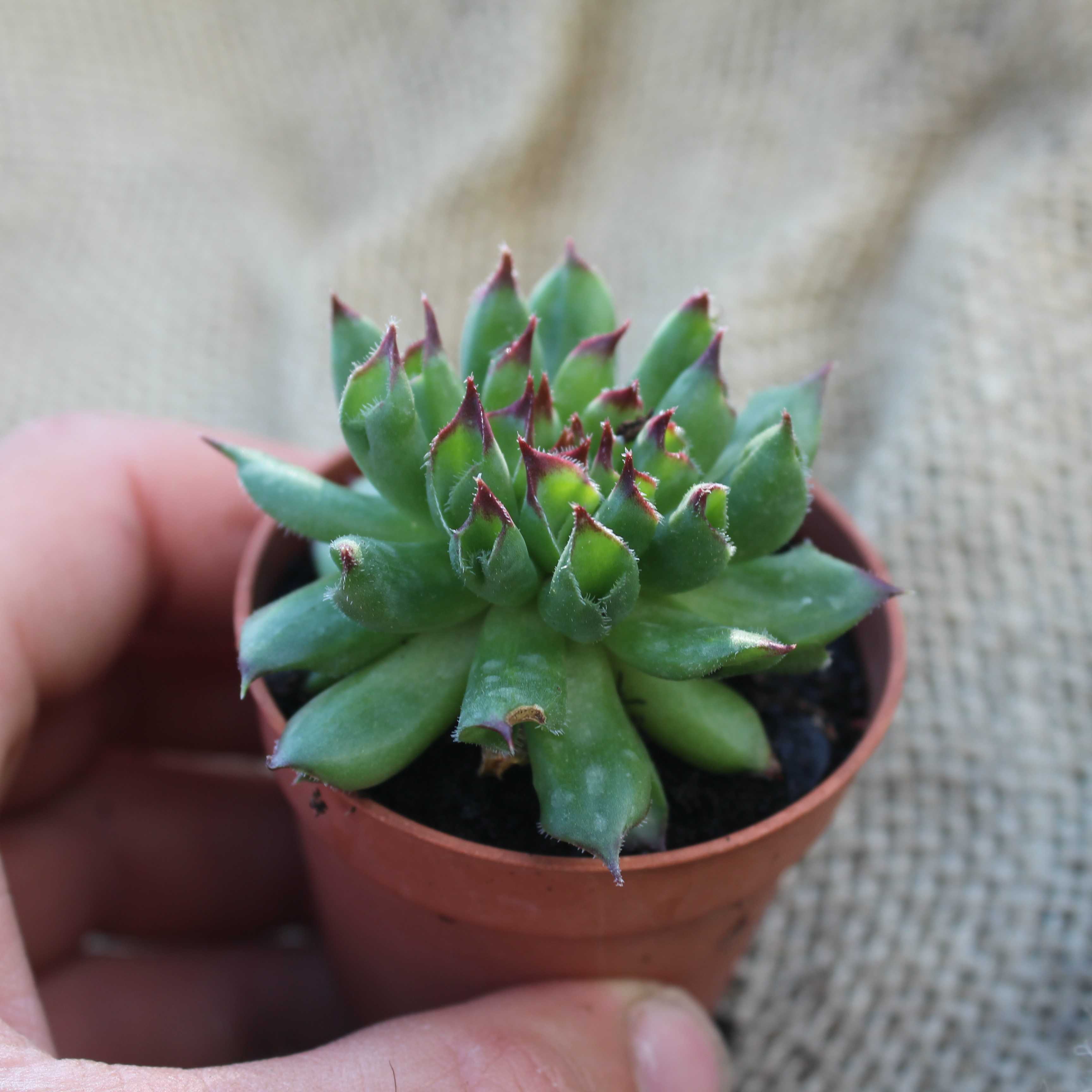 9 piante grasse in miniatura che danno un tocco di eleganza in casa ...