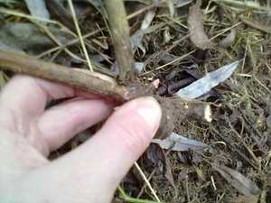 Come eliminare i rovi senza diserbante, 3 metodi ecologici ...