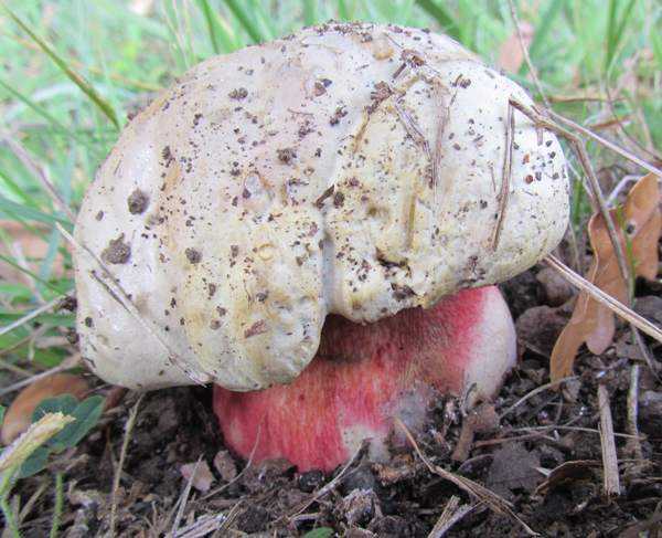 Porcini velenosi: quali sono e come riconoscerli | Giardinaggio Green