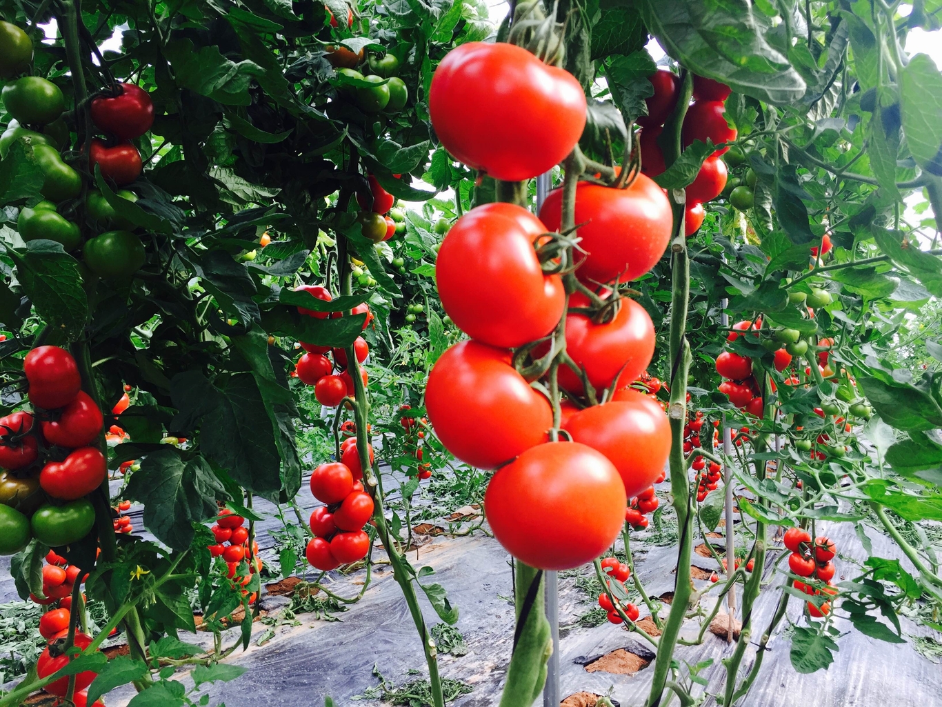 Varietà di pomodori resistenti alle malattie: guida completa per un ...