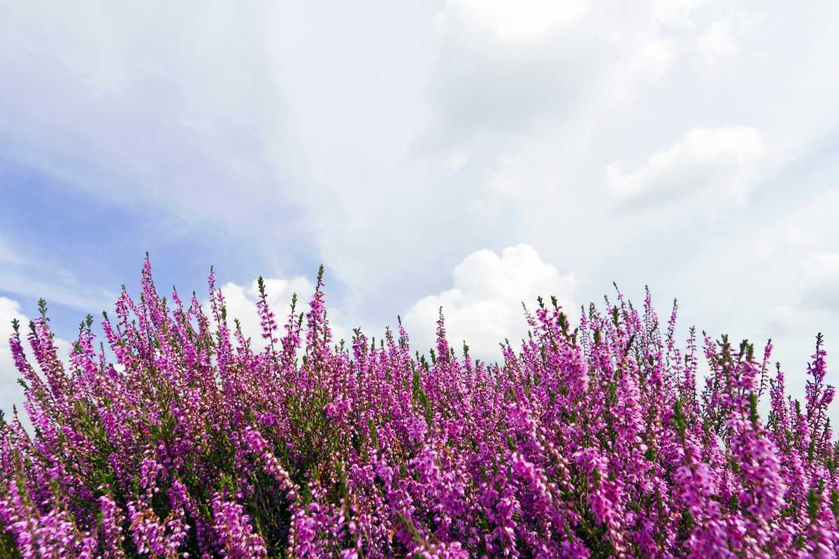 Alberi sempreverdi: 20 tipi da avere in giardino | Giardinaggio Green