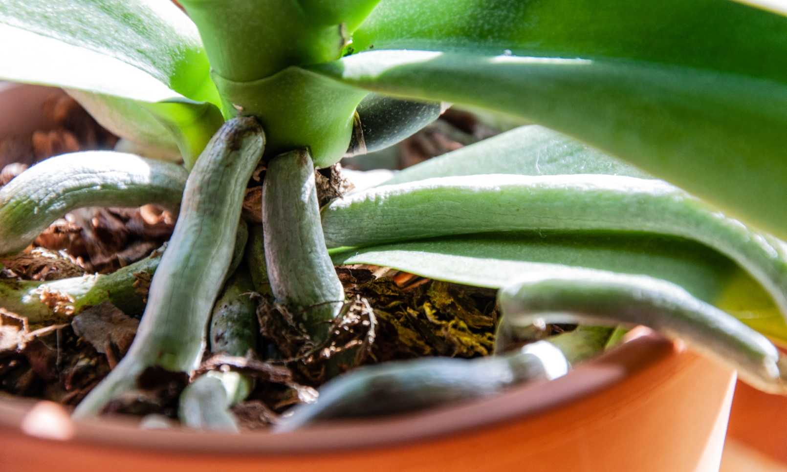 Cosa fare se l'orchidea ha le radici secche, cause e cura ...