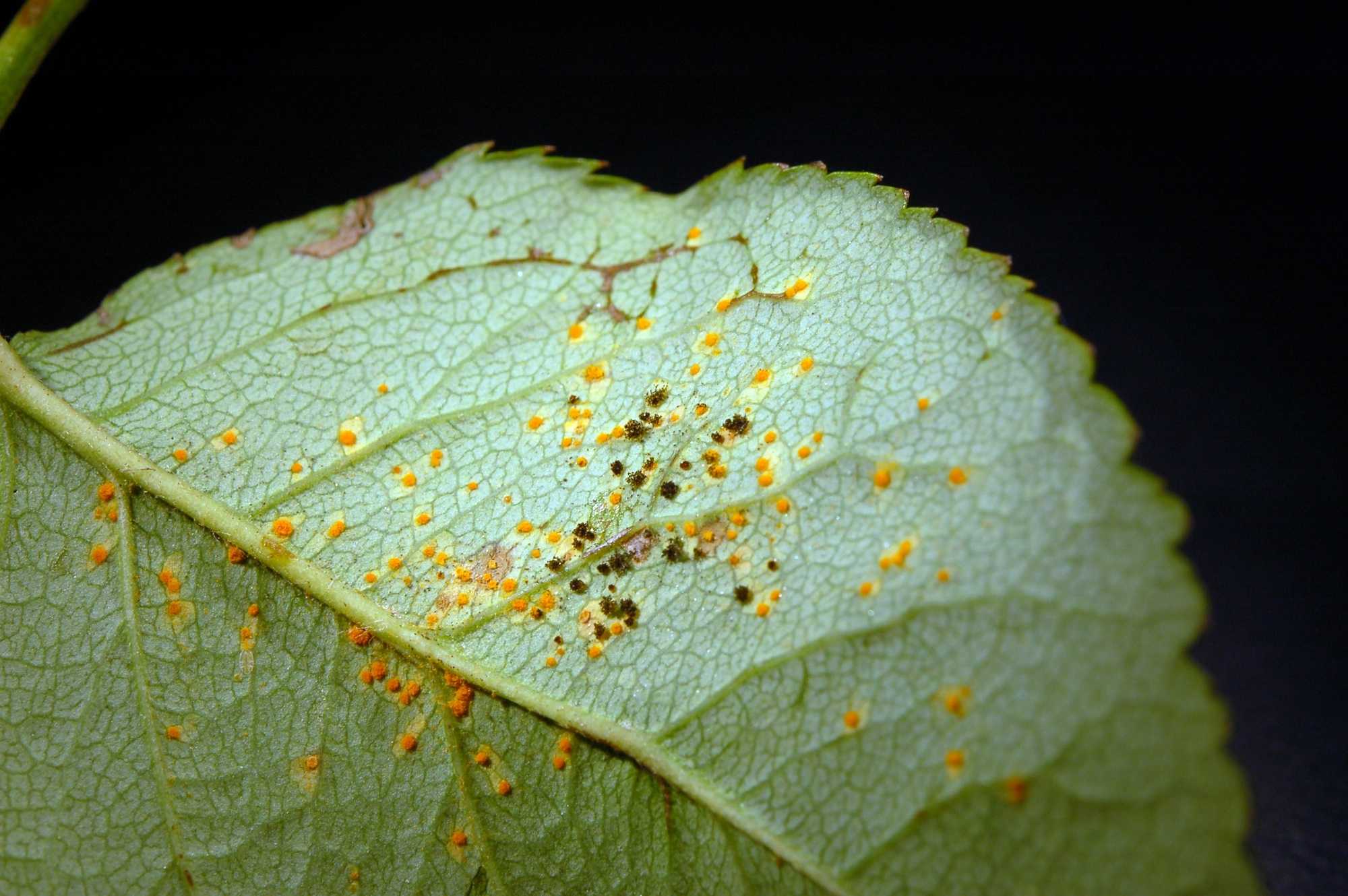 Come riconoscere e curare rapidamente le malattie delle piante ...